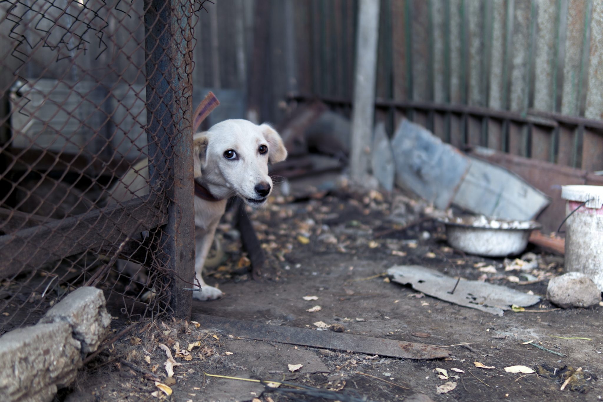 The Connection between Cruelty to Animals and Domestic Violence — Los ...
